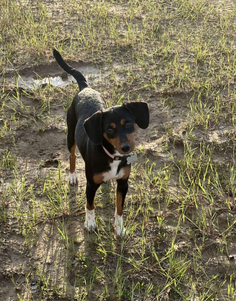 Does owning a pet make college a walk in the park? – The Daily ...