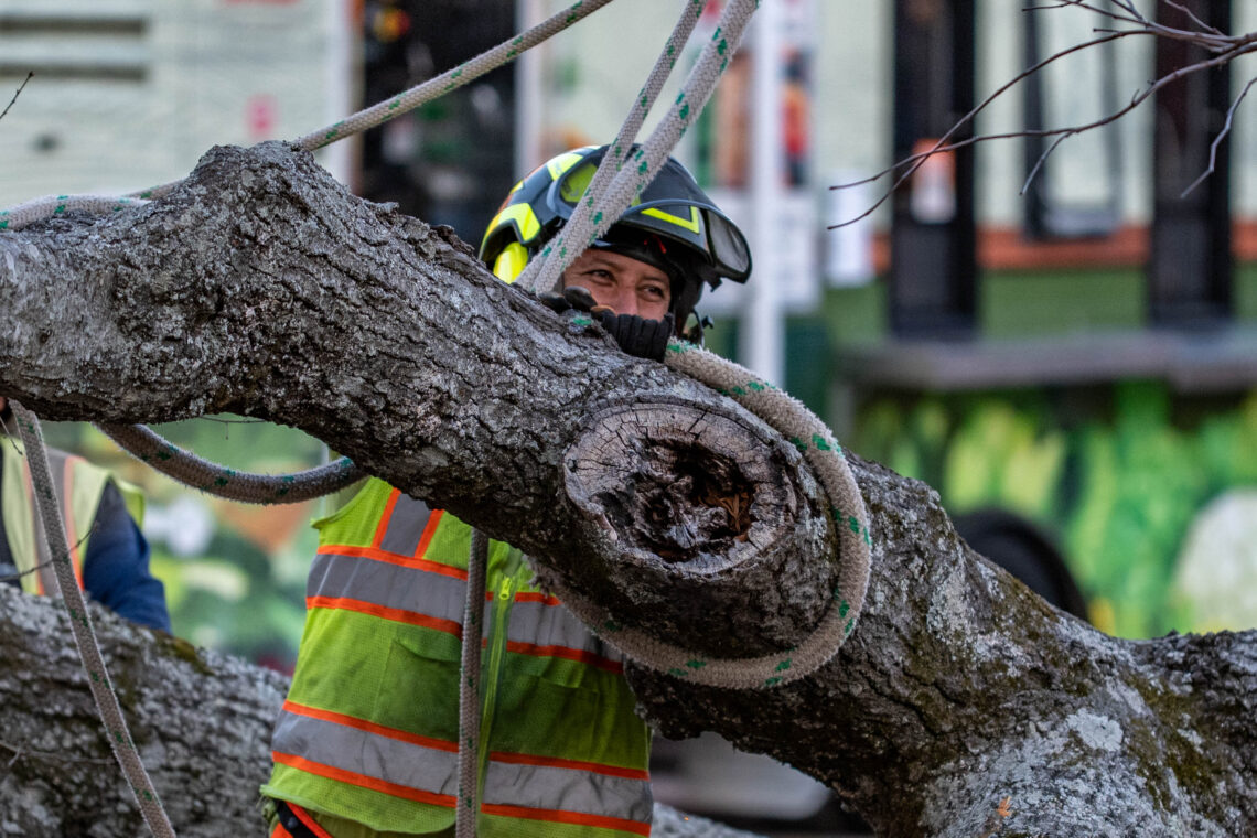 Landscape workers clear the way for campus regrowth – The Daily ...